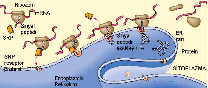 Protein Sentezi (Protein Biyosentezi)
