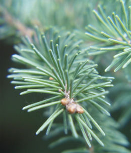 Pinophyta Examples
