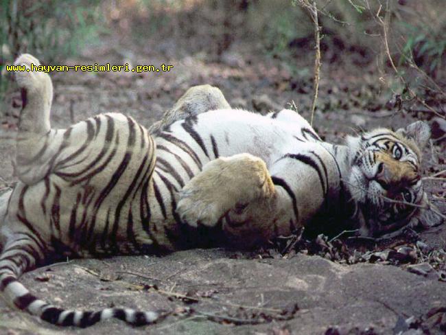 Kaplan Resimleri - Sayfa 2