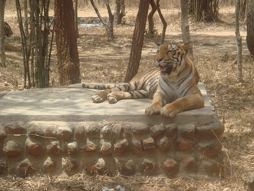 Kaplan Resimleri - Sayfa 2