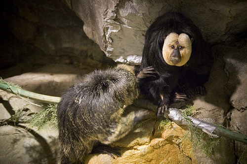 Maymun Resimleri - Sayfa 17