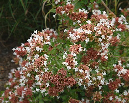 Abelya (Abelia)
