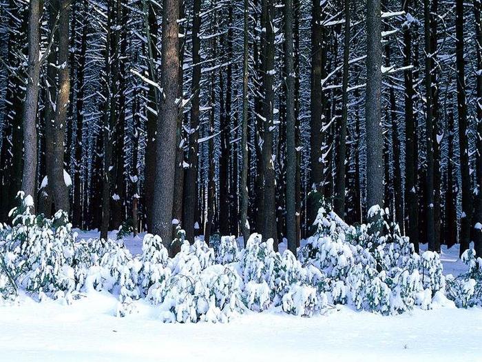 Mevsim Resimleri - Sayfa 24