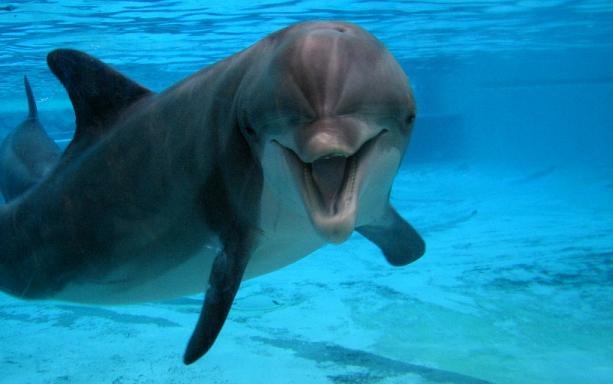 Yunus Resimleri - Sayfa 2