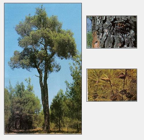 Ağaç Resimleri (1. Katalog) - Sayfa 2