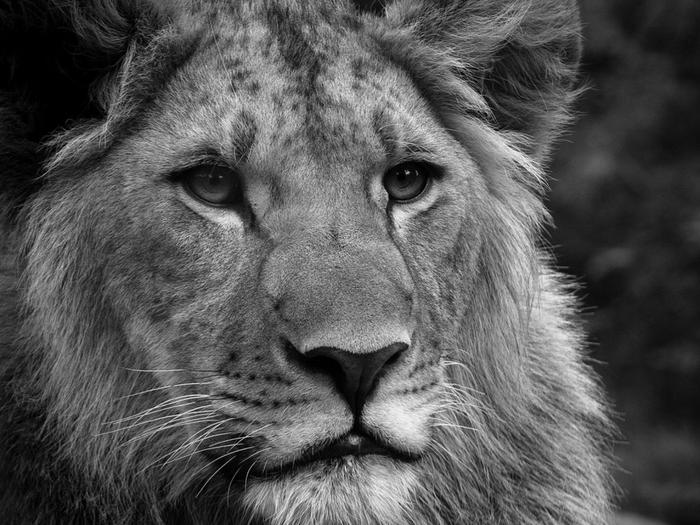 Aslan Resimleri - Sayfa 22