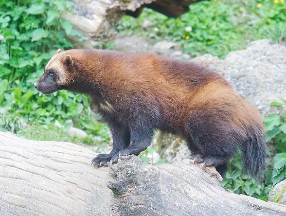 Sansargiller (Mustelidae)