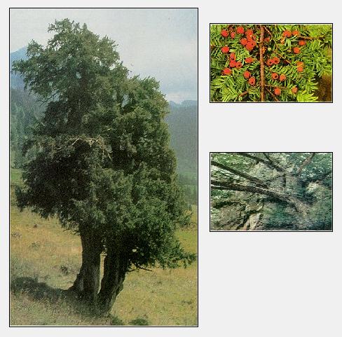 Ağaç Resimleri (1. Katalog) - Sayfa 2