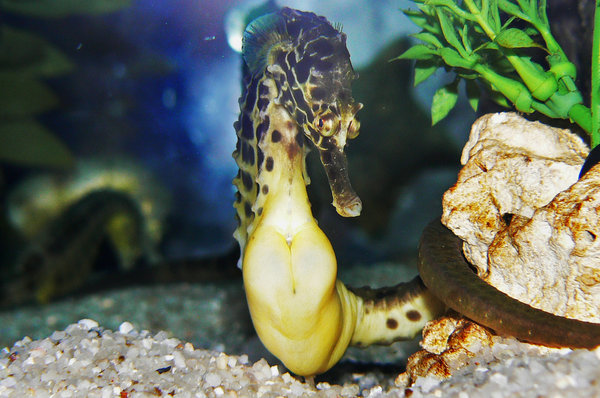 Denizatı Resimleri - Sayfa 4