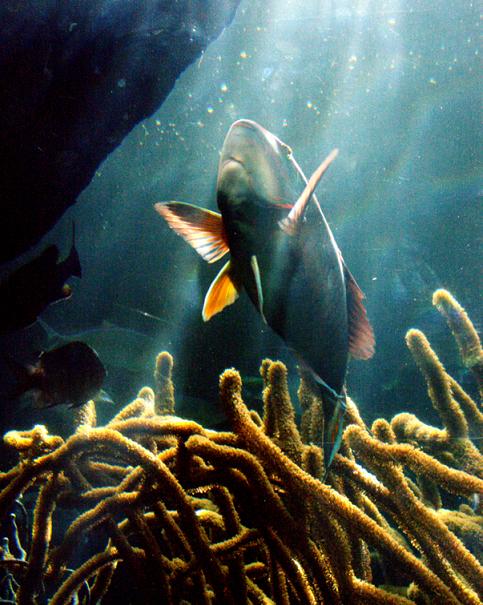 Su Altı Dünyası Resimleri - Sayfa 3