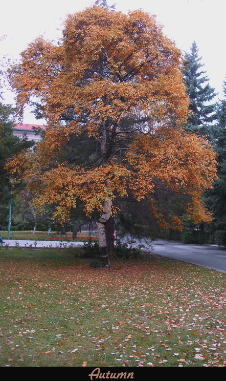 Ağaç Resimleri (1. Katalog) - Sayfa 3