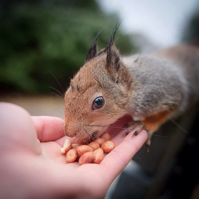 Sincap Resimleri - Sayfa 17