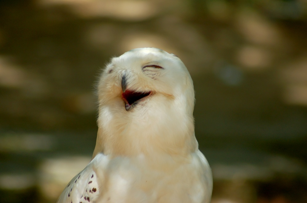 Komik Resimler (3.Katalog) - Sayfa 25