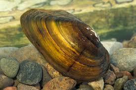 Anodonta (Unionidae)