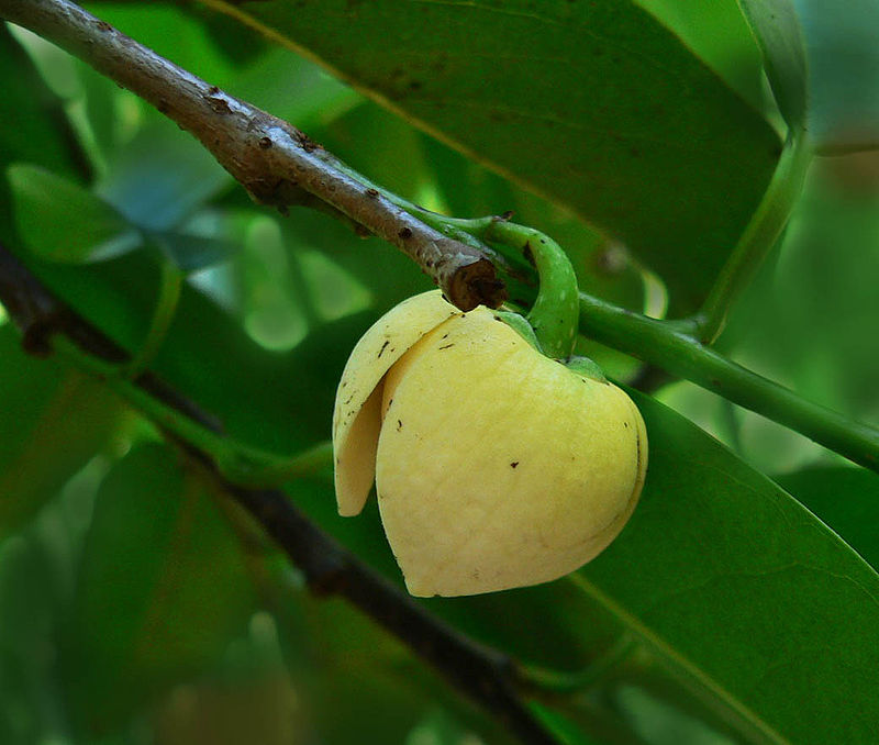 Annona (Annona)