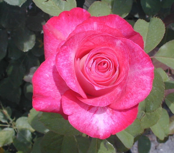 Gül Resimleri (1. Katalog) - Sayfa 8