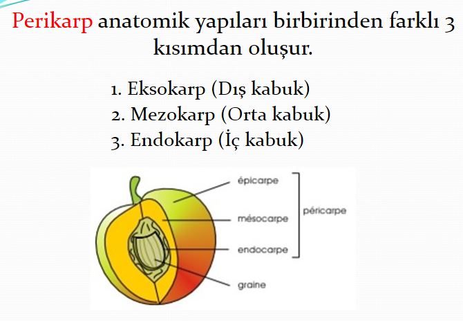 Bitki Anatomisi - Meyve
