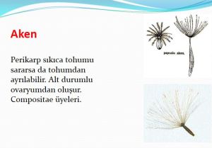 Bitki Anatomisi - Meyve