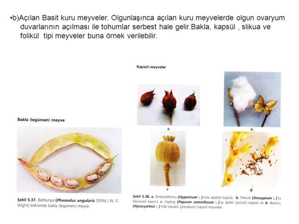 Bitki Anatomisi - Meyve - Sayfa 2