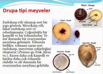 Bitki Anatomisi - Meyve - Sayfa 2