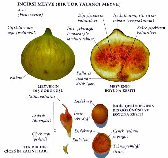 Bitki Anatomisi - Meyve - Sayfa 3