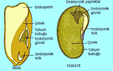 Bitki Anatomisi - Tohum