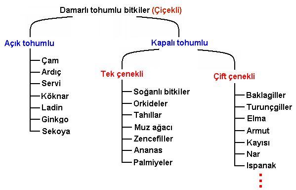 Bitki Anatomisi - Tohum