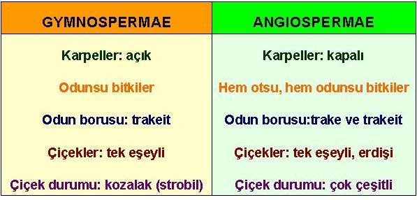 Bitki Anatomisi - Tohum