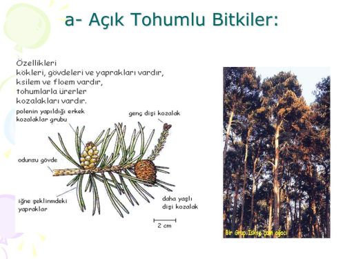 Bitki Anatomisi - Tohum