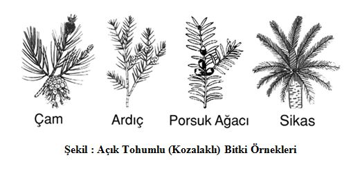Bitki Anatomisi - Tohum