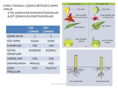 Bitki Anatomisi - Tohum