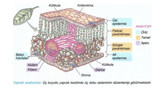 Bitki Anatomisi - Yaprak