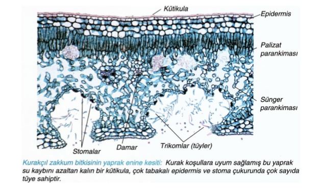 Bitki Anatomisi - Yaprak