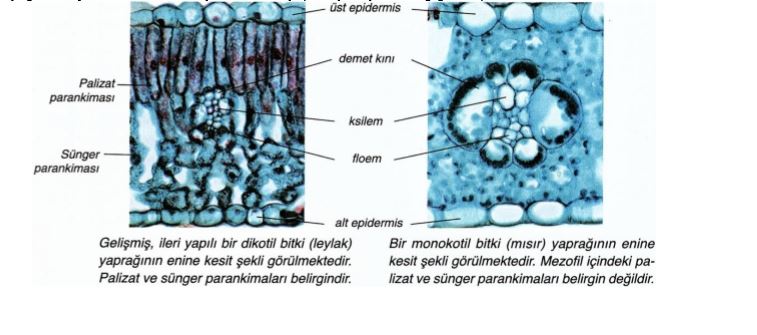 Bitki Anatomisi - Yaprak