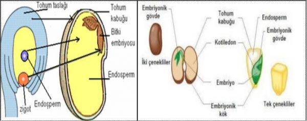 Bitki Anatomisi - Tohum
