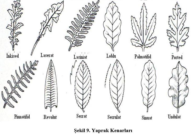 Bitki Anatomisi - Yaprak - Sayfa 2