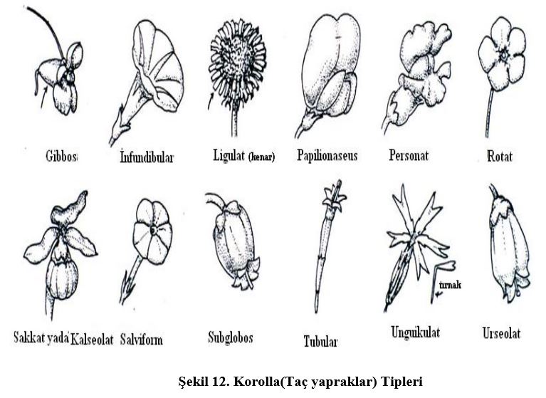 Bitki Anatomisi - Çiçek - Sayfa 2