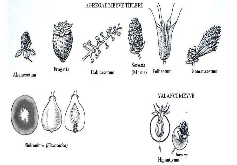 Bitki Anatomisi - Meyve - Sayfa 3