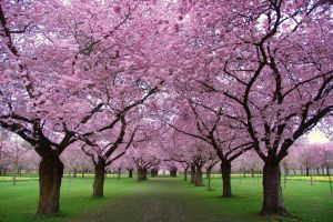 Bahar Nedir? Bahar Ne Demek, Anlamı ve Tanımı