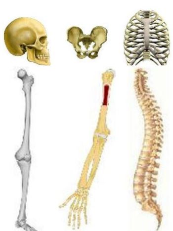 İskelet Sistemi Nedir - İskelet Sisteminin Yapısı ve Görevleri