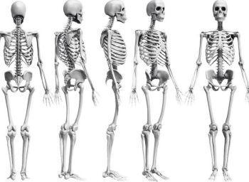 İskelet Sistemi Nedir - İskelet Sisteminin Yapısı ve Görevleri