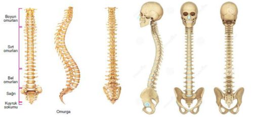 Omur ve Omurga Nedir - Omur ve Omurganın Yapısı ve Görevleri