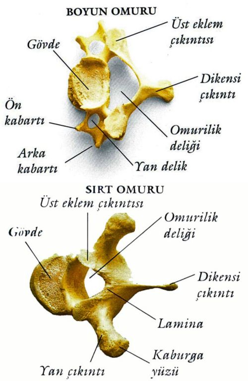 Omur ve Omurga Nedir - Omur ve Omurganın Yapısı ve Görevleri