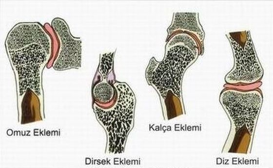 Eklem Nedir - Eklemlerin Yapısı ve Görevleri