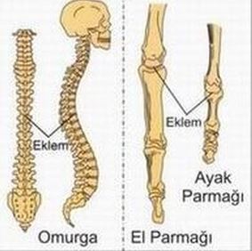 Eklem Nedir - Eklemlerin Yapısı ve Görevleri