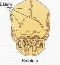 Eklem Nedir - Eklemlerin Yapısı ve Görevleri