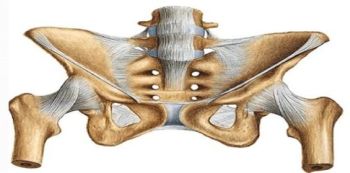 Eklem Nedir - Eklemlerin Yapısı ve Görevleri