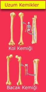 Kemik Nedir - Kemiğin Yapısı Ve Görevleri