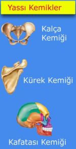 Kemik Nedir - Kemiğin Yapısı Ve Görevleri