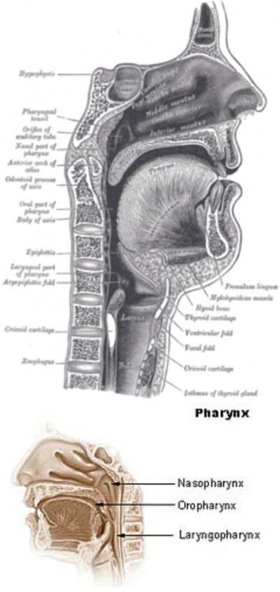 Yutak Nedir - Yutağın Yapısı ve Görevleri